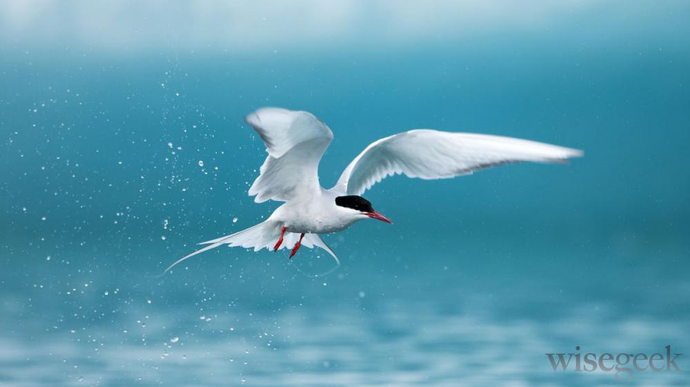 What is Flower Power? (with pictures)