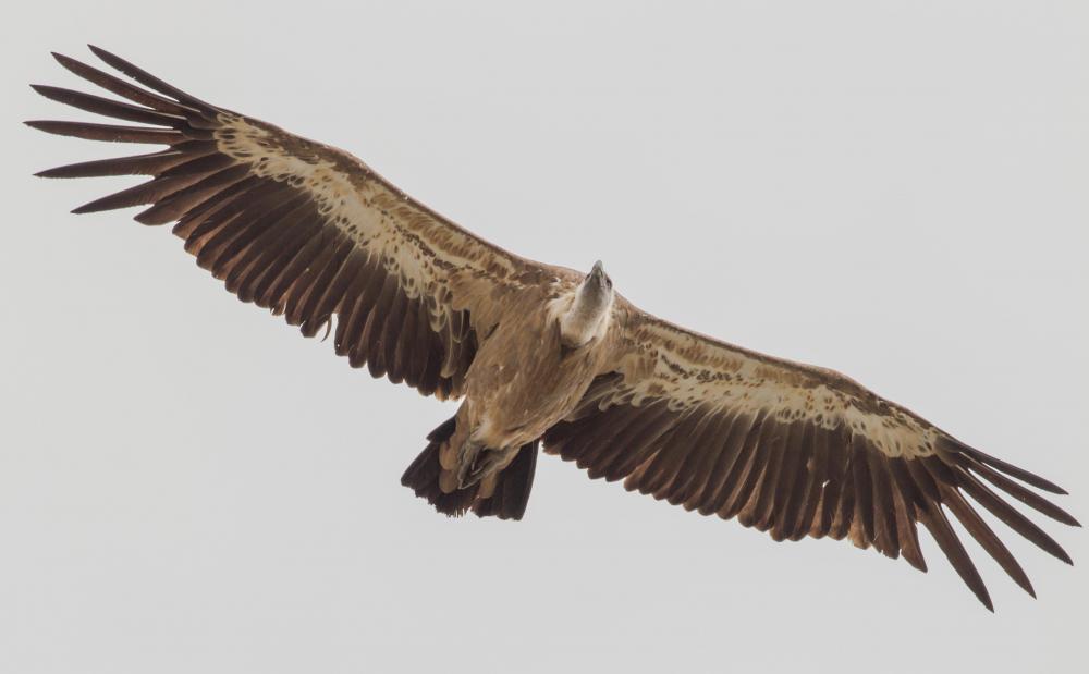 What is the Ramayana? (with pictures)